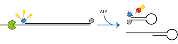 Molecular beacon based helicase assays | BMG LABTECH