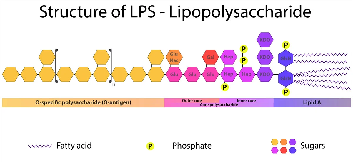 What are Endotoxins? | BMG LABTECH